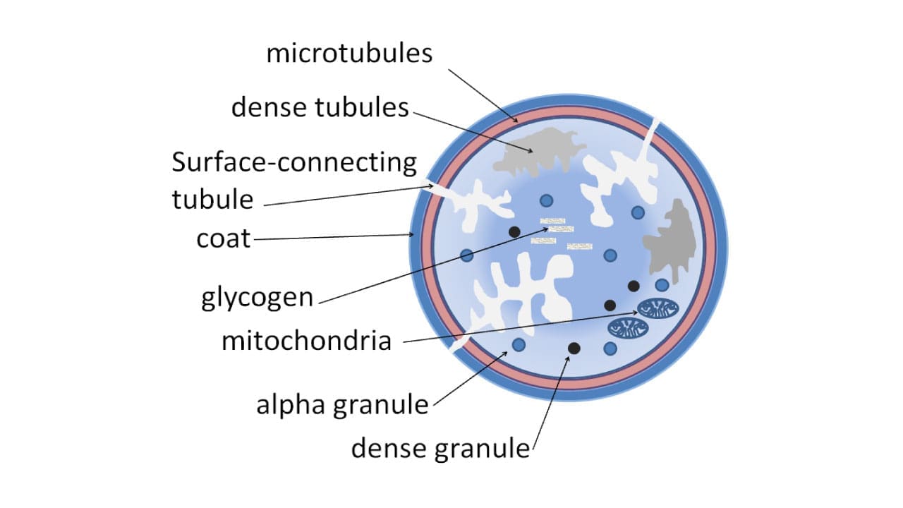 Platelet (Thrombocyte): Function, Composition & Production