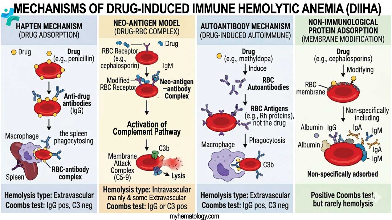 Drug-Induced Immune Hemolytic Anemia: Signs & Diagnosis