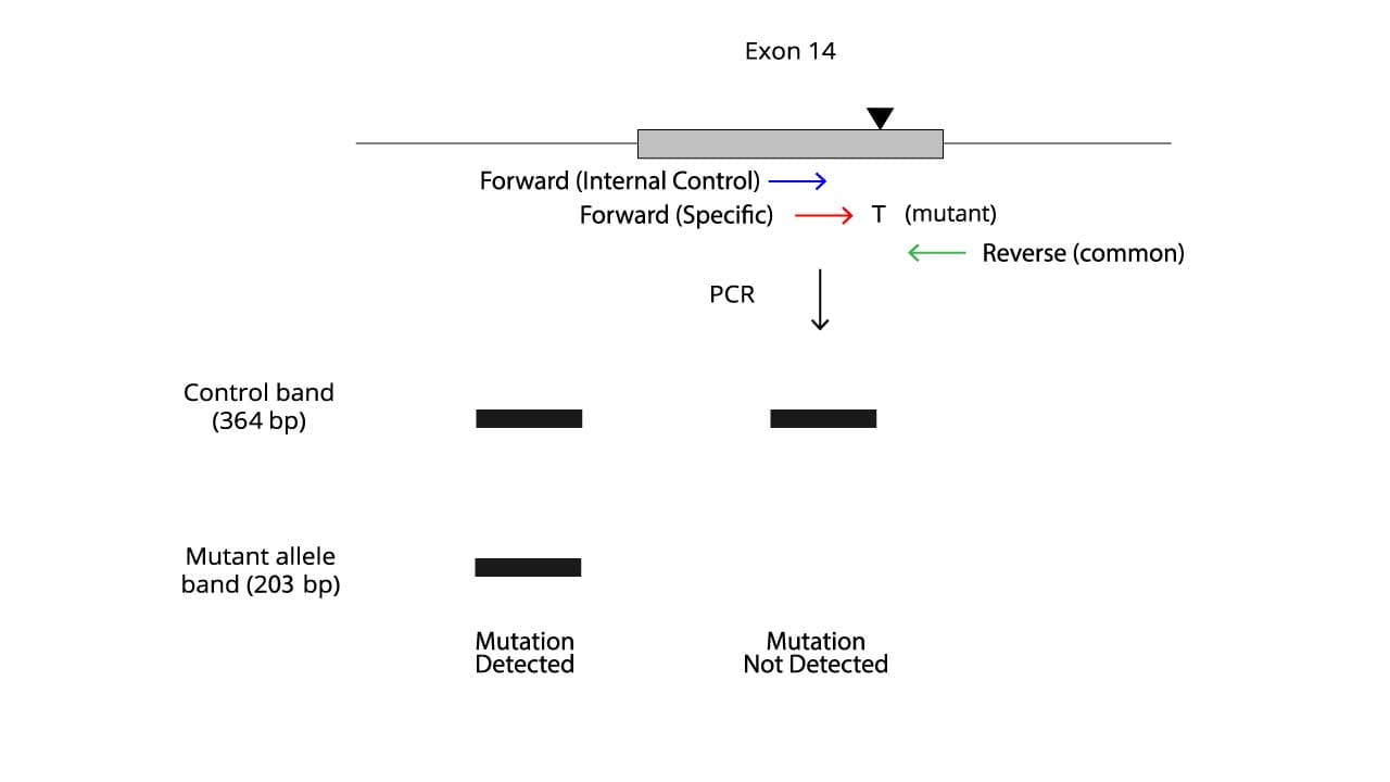 JAK2 V617F (MPN) Mutation PCR: Principle & Protocol