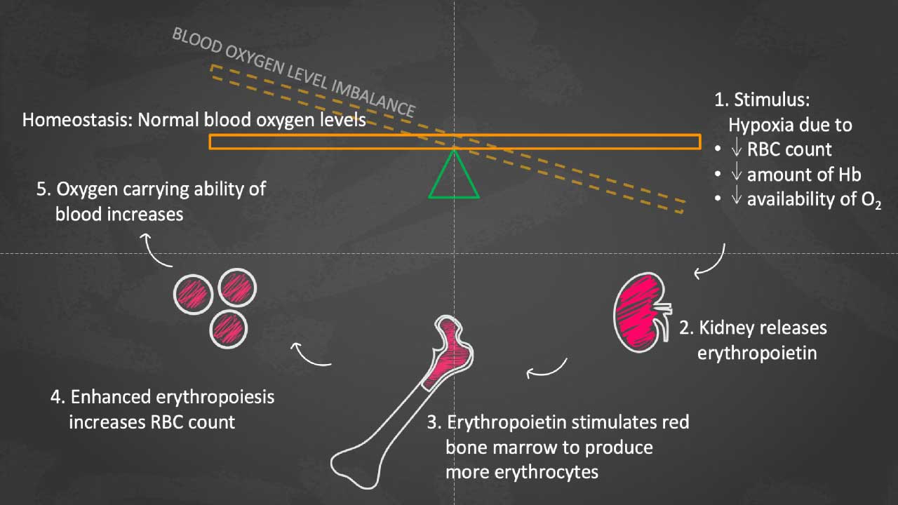 Erythropoietin: Function, Causes of High and Low & Uses