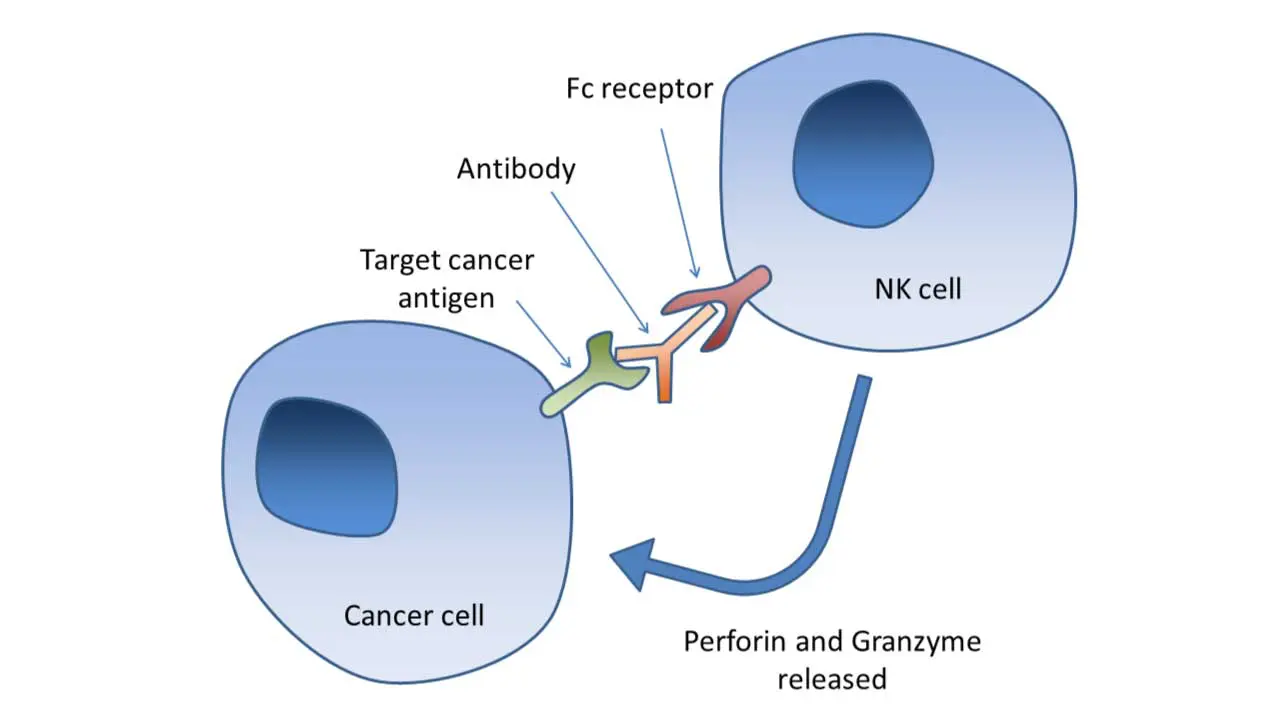 Natural Killer (NK) Cells: Function, Morphology & Identification