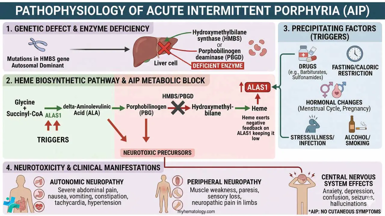 Acute Intermittent Porphyria - AIP: Symptoms & Diagnosis
